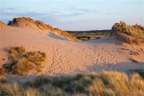 Ainsdale Nature Reserve - Back From The Brink