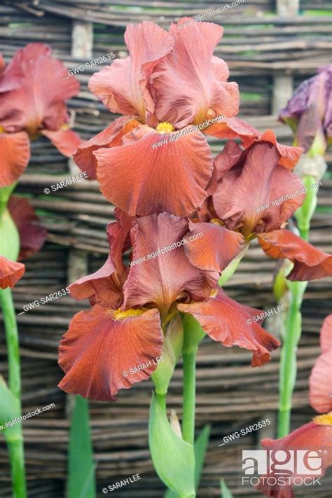 IRIS 'SULTAN'S PALACE', Stock Photo, Picture And Rights Managed Image ...