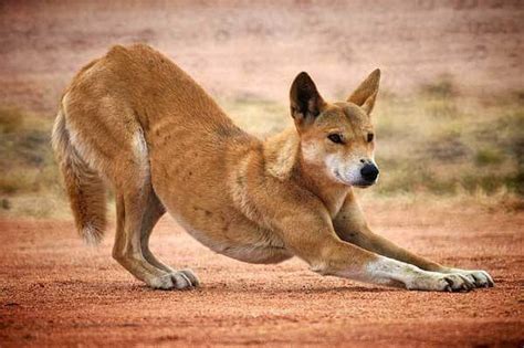 Dingo - Informationen, Eigenschaften und Kuriositäten