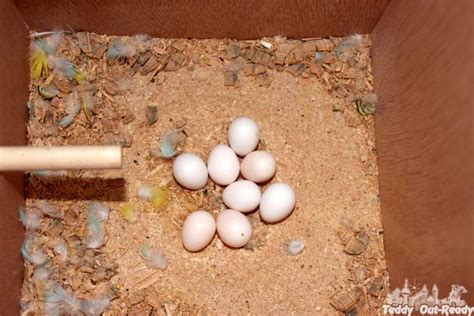 [Новое исследование] Гнездо (домик) для корелл: какое нужно, как ...