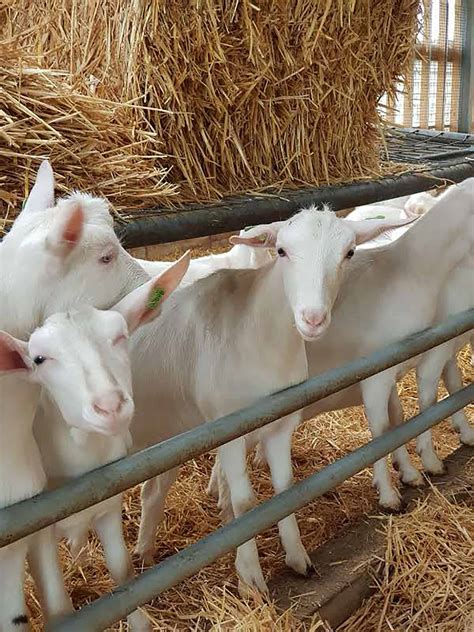 Минеральные вещества для коз | Блог Agrofins