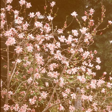 'Leonard Messel' Magnolia | Shrubs & Trees – Great Garden Plants