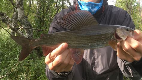 Catching grayling in Lapland - Out in the Nature