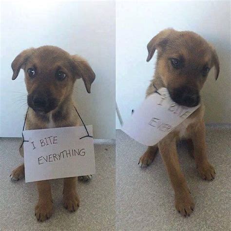Bad Pet