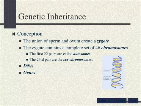 PPT - Genetic Inheritance PowerPoint Presentation, free download - ID ...