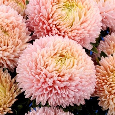 Aster - Callistephus chinensis "Chrisantella Lotos Flower"