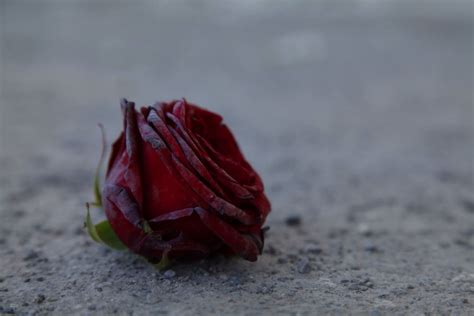 Staub zu Staub Foto & Bild | Bilder auf fotocommunity