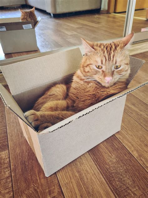 рыжий 😸 | Коробка, Кошки, Кот