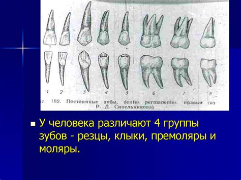 Анатомия и гистология зуба - презентация онлайн