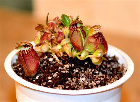 Cephalotus : r/carnivorousplants