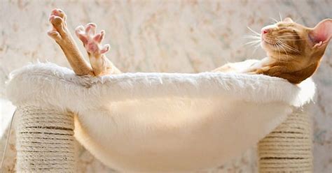 20 фотографий кошек, которые любят солнце больше всего на свете