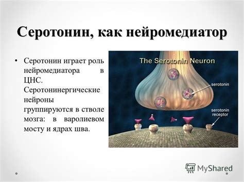 Гормон серотонин, функции в организме, серотониновый синдром
