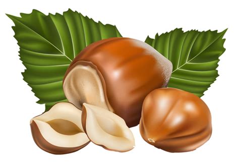 лесной орех, фундук PNG