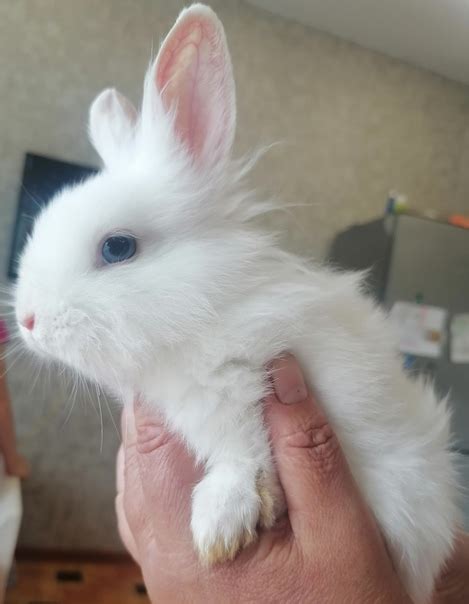 Продам ручных чистопородных, домашних дикоративных кроликов, 1,5 месяца ...