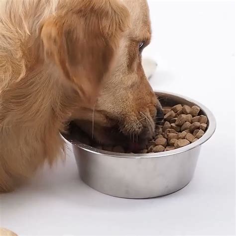 PetCourt Large - YouTube