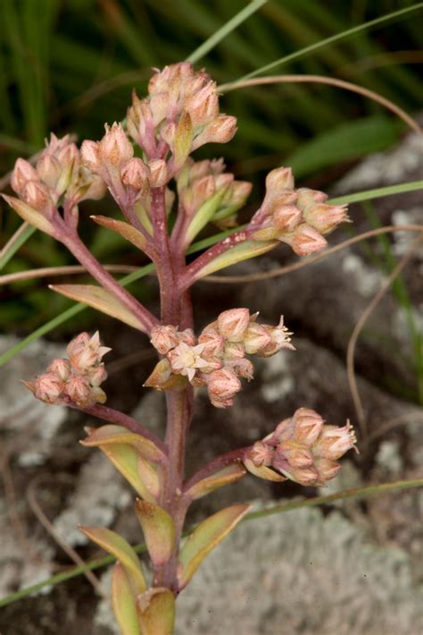 Sinocrassula – eFlora of India