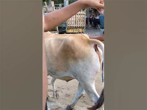Big Shing Cow. BD live Cow Price. #cow #bigcow #animals #animal # ...