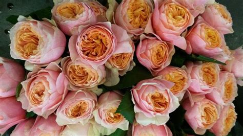 Rose Vuvuzela in 2024 | Mums flowers