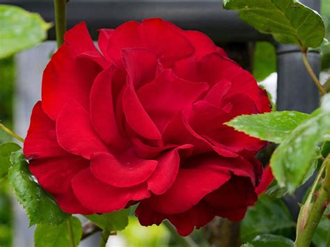 Rose Santana Climbing - Free photo on Pixabay - Pixabay