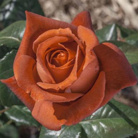 Роза Терракота Фото – Telegraph