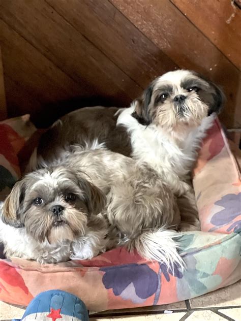 My babies had babies : r/Shihtzu