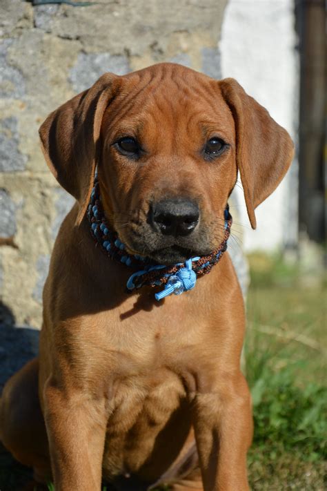 DRRC e. V. - Deutscher Rhodesian Ridgeback Club