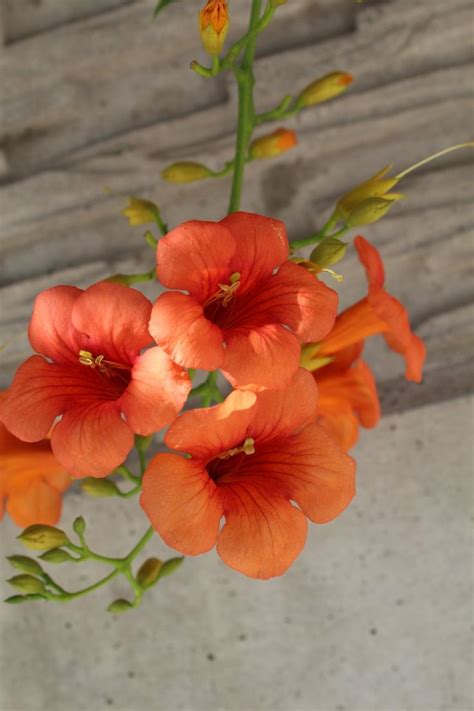 Orange Flowers in a Vase