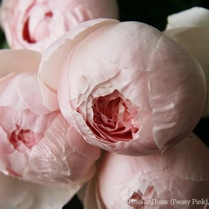 Роза Пиони Пинк (Peony Pink)