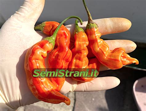 Sugar Rush Stripey Chili Pepper Seeds - Semi Strani Carlo Martini