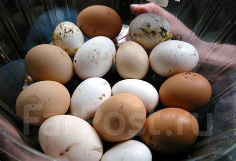 Продам яйцо куриное домашнее. На Выселковой, в наличии. Цена: 170₽ во ...