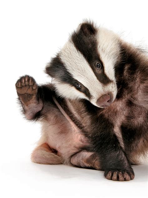 Baby Badgers