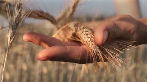 Barilla TV Spot, 'The Barilla Difference' - iSpot.tv