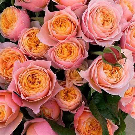 Роза Вувузела Фото И Описание – Telegraph