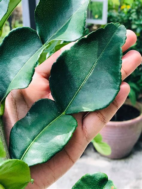 Pokok Limau Purut Buah & Daun Tak Lebat, Buat Teknik Tarik & Lentur Ranting - Vanilla Kismis