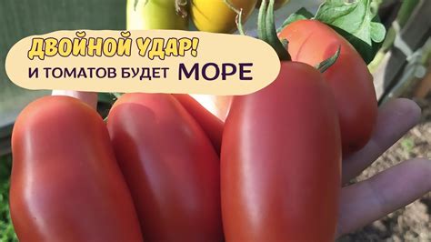 СХЕМА ПОДКОРМОК для ЗАВЯЗЕЙ. ПРОСТО И ДОСТУПНО!!! Томаты всегда крупные ...