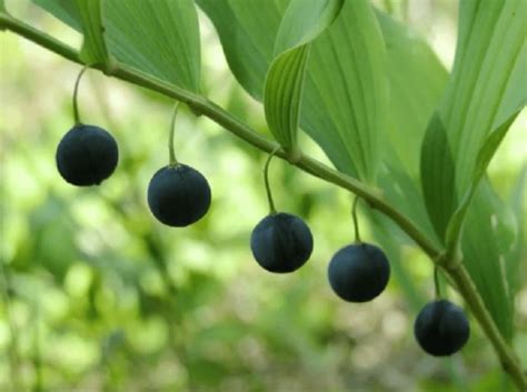 Купена многоцветковая: фото, описание сорта, посадка, уход, ягоды ...