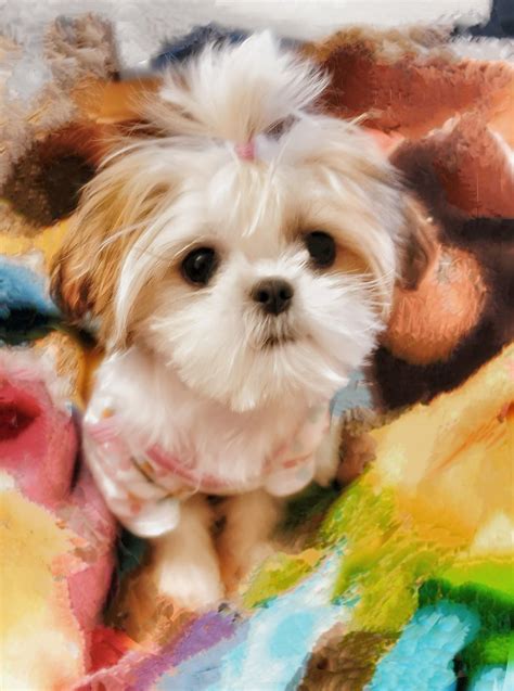 Annabelle - 19 weeks old. 4.3 lbs : r/Shihtzu