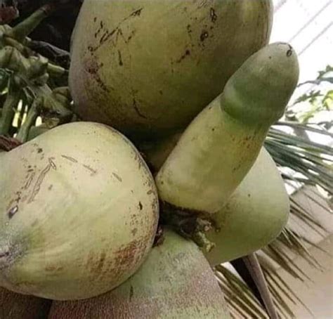 kontol
