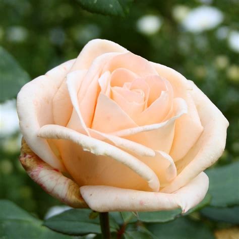 Osiana – Karin Schade – Stauden und Rosen