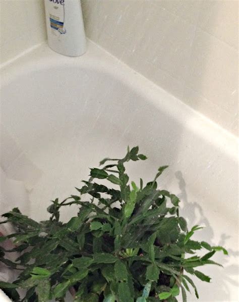Life in the Red Brick Farmhouse: How To Clean a Cactus