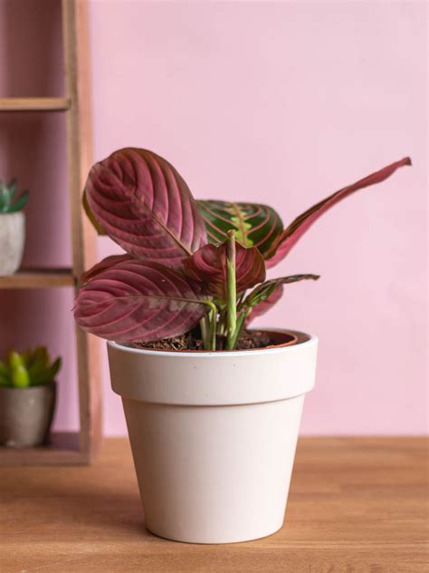 Маранта трехцветная - Botanic Craft | Цветы и растения в Хабаровске