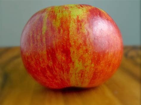 Яблоня Кортланд Описание Фото – Telegraph