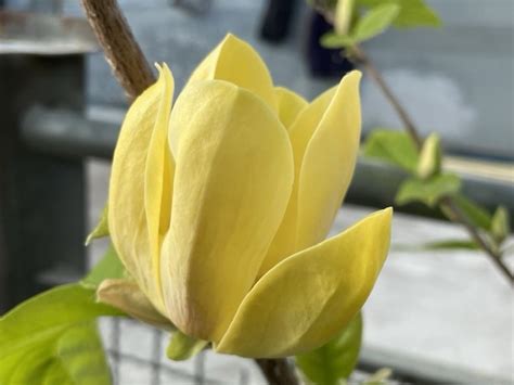 Magnolia Yellow bird
