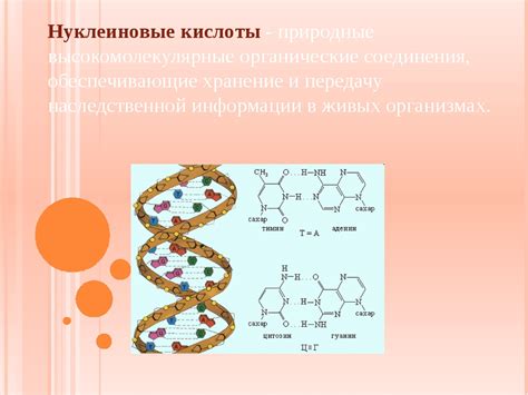 Нуклеиновая кислота википедия