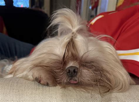 Shih tzu babies! : r/Shihtzu