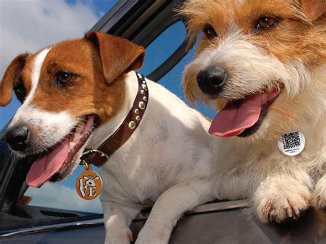 Tracking lost animals | Animal Wellness Magazine