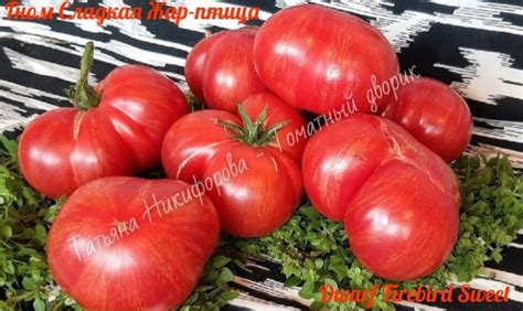 Томат Dwarf Firebird Sweet (Гном Сладкая Жар-птица) Сорт из серии Dwarf ...