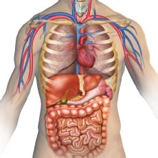 Anatomy | MedlinePlus
