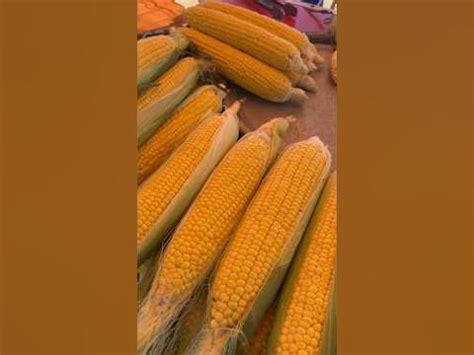 Вкусный, сладкий, Аланийский кукуруза 🌽🌽🌽🇹🇷 - YouTube