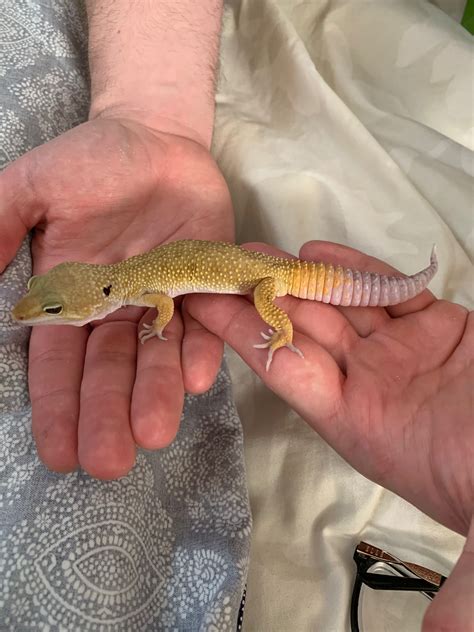 Leopard gecko morph identification - Geckos - MorphMarket Reptile Community